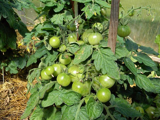 Tout savoir sur la pollinisation d'un plant de tomate